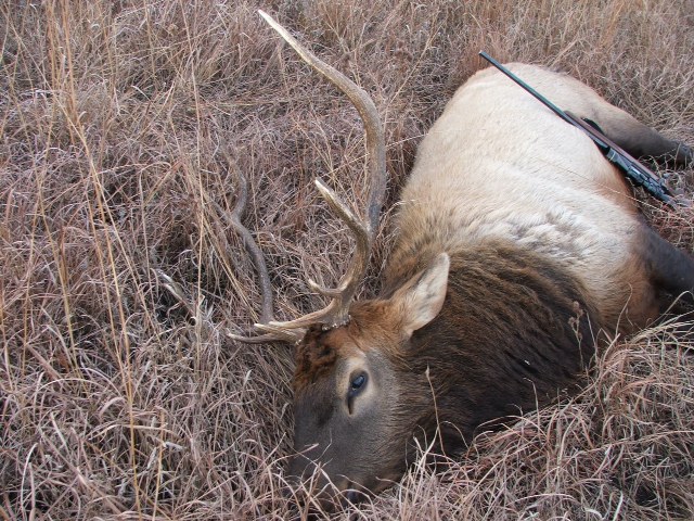 Elk images 2013-2014 - Fort Riley - iSportsman