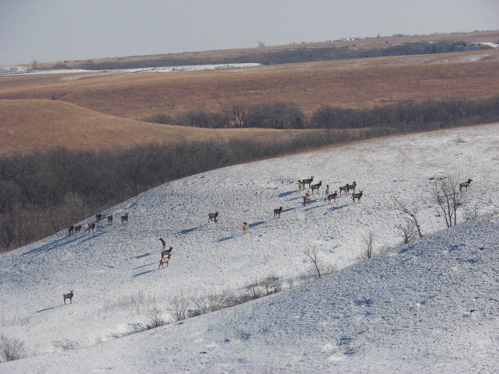 Other Hunting Pictures - Fort Riley - iSportsman